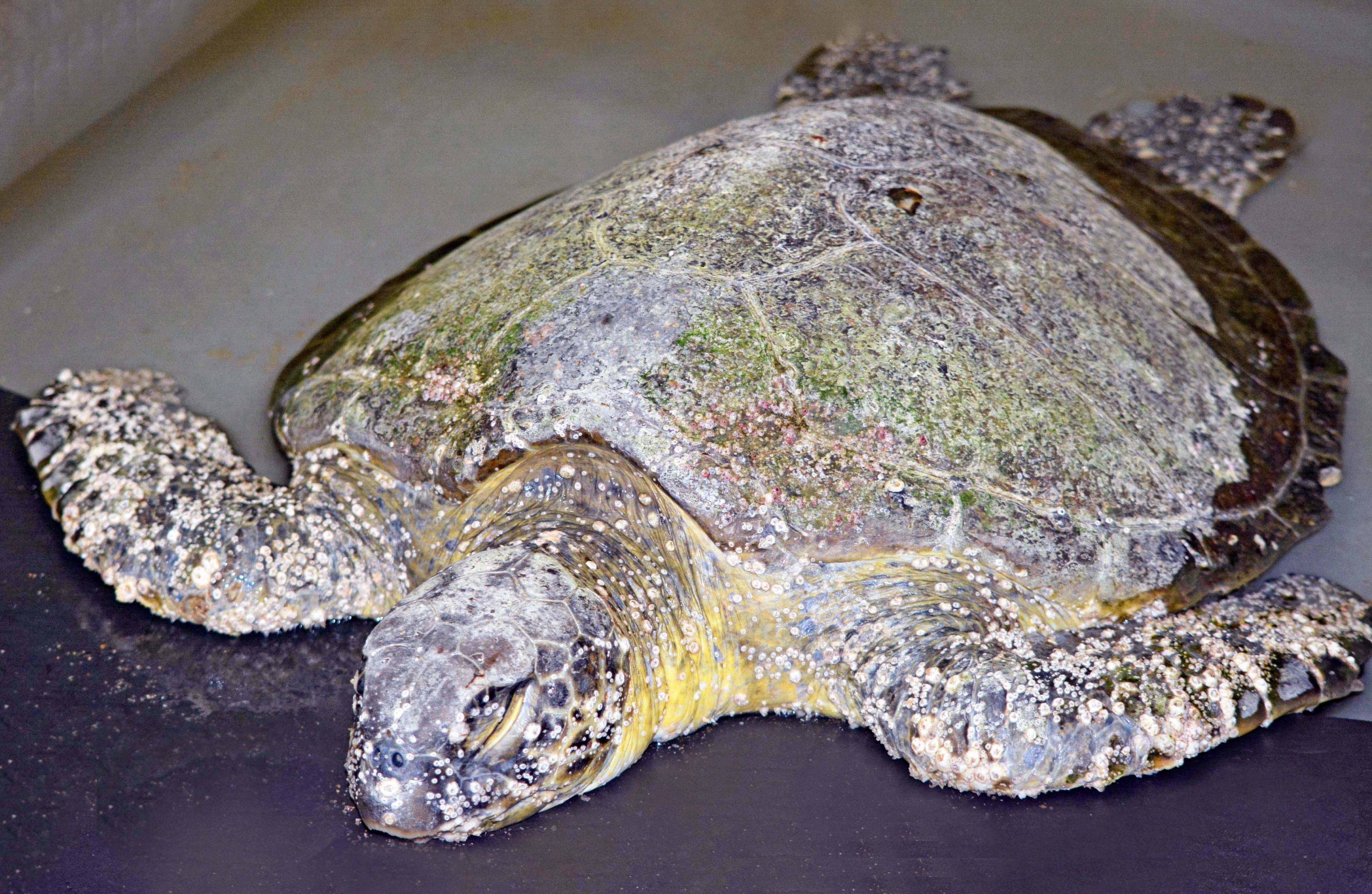 Kite surfer rescues sick green turtle at La Mercy lagoon | North Coast ...