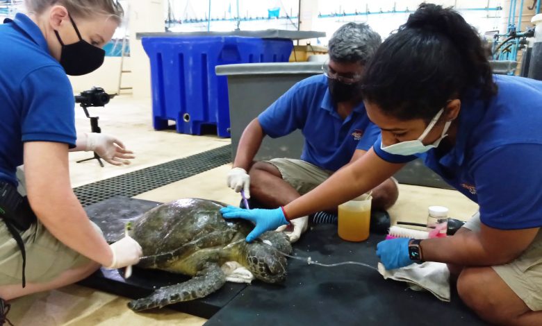 Turtle rescued at La Mercy lagoon turns a corner | North Coast Courier