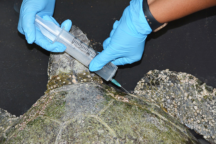 Turtle rescued at La Mercy lagoon turns a corner | North Coast Courier