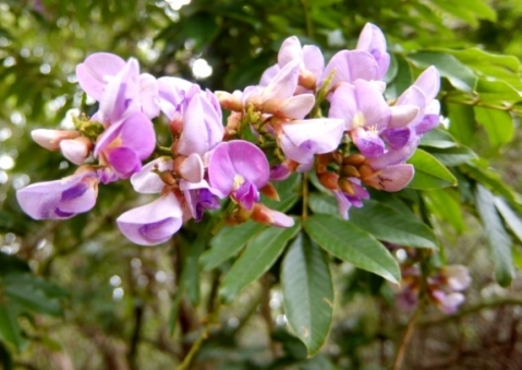 First owned by 2 British officers, this is the birth of Simbithi ...