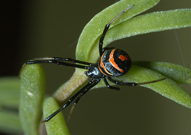 Incy wincy spiders come in all shapes and sizes on the North Coast ...