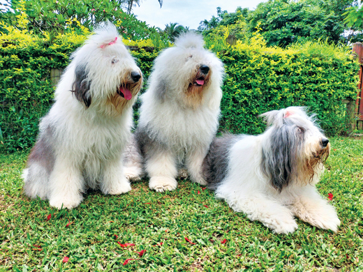 Famous Joy Dogs give Ballito a visit | North Coast Courier
