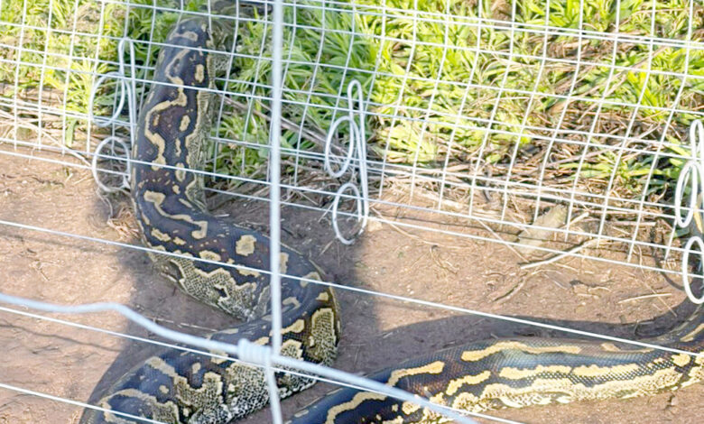 Ballito runners rescue trapped python | North Coast Courier