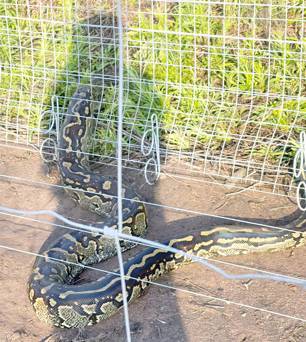 Ballito runners rescue trapped python | North Coast Courier