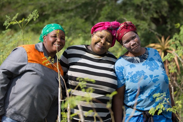 Mandeni farmers thrive growing umhlonyane medicinal shrub for energy ...