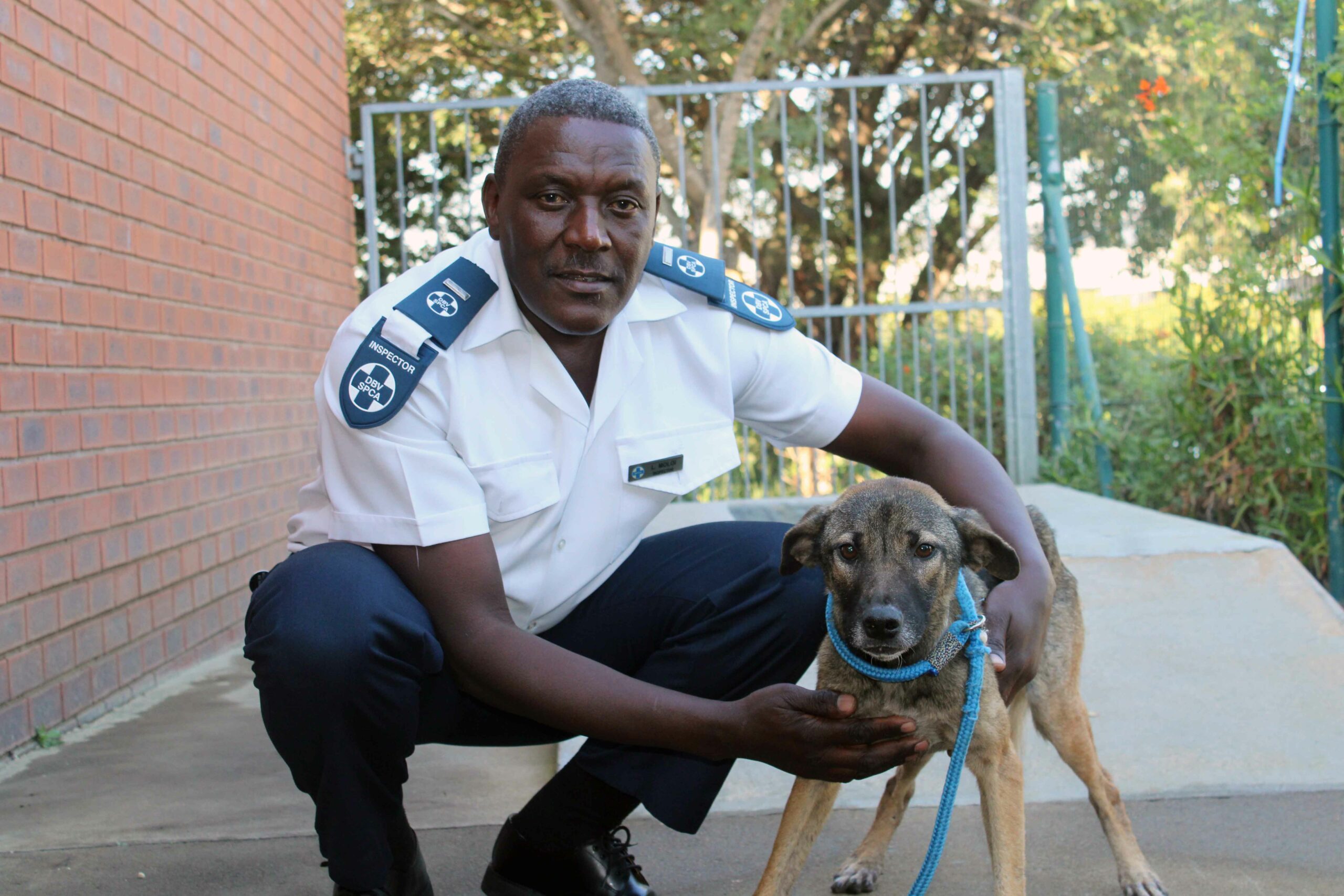 SPCA seeks home for Lucy after traumatic drain rescue | North Coast Courier
