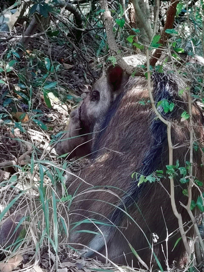 Ballito Scouts free snared bush pig at Harold Johnson Nature Reserve ...