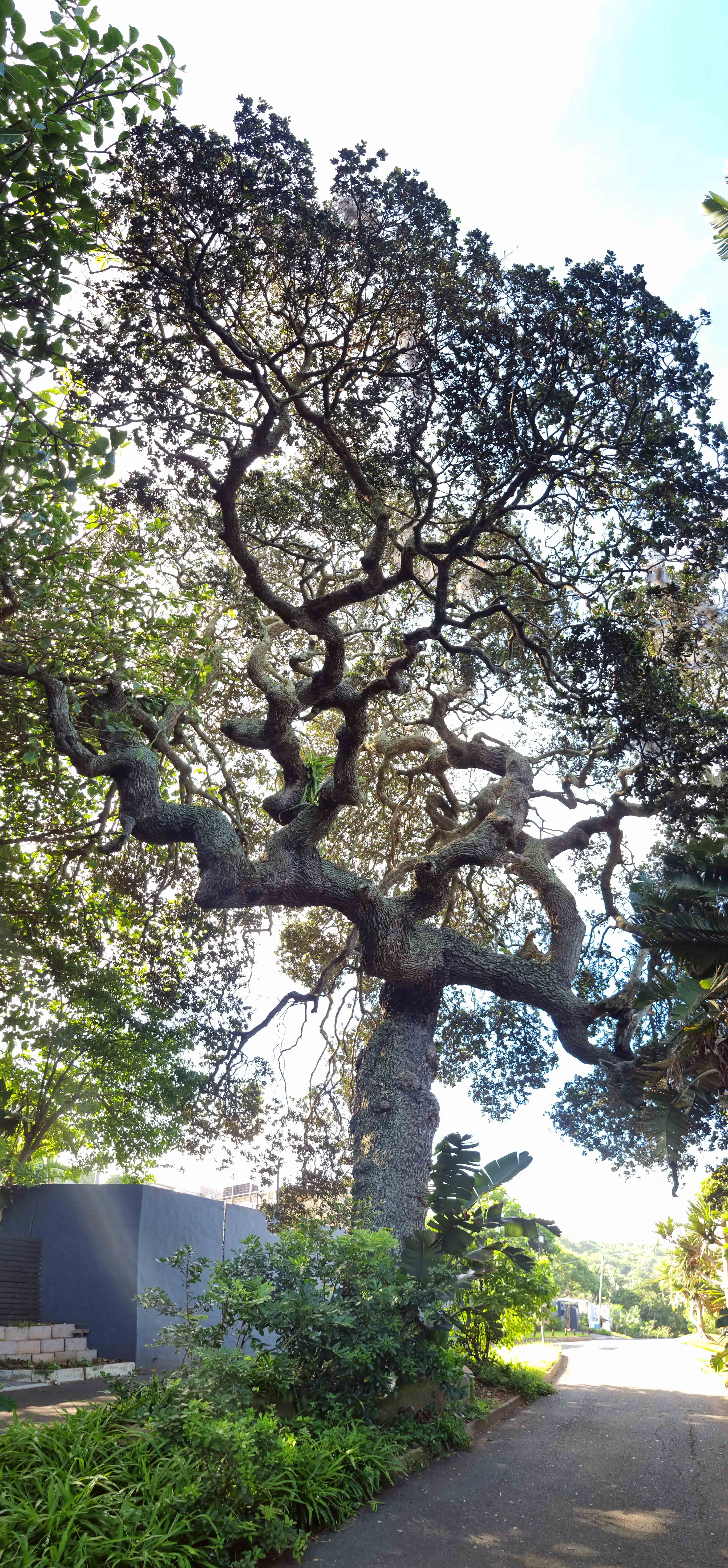 A giant in time stands tall in Umdloti | North Coast Courier