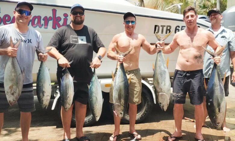 #FishEagle: Grey sharks dominate the water | North Coast Courier