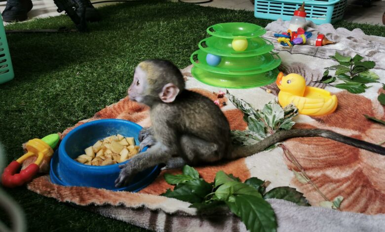 Mission to build new monkey sanctuary | North Coast Courier