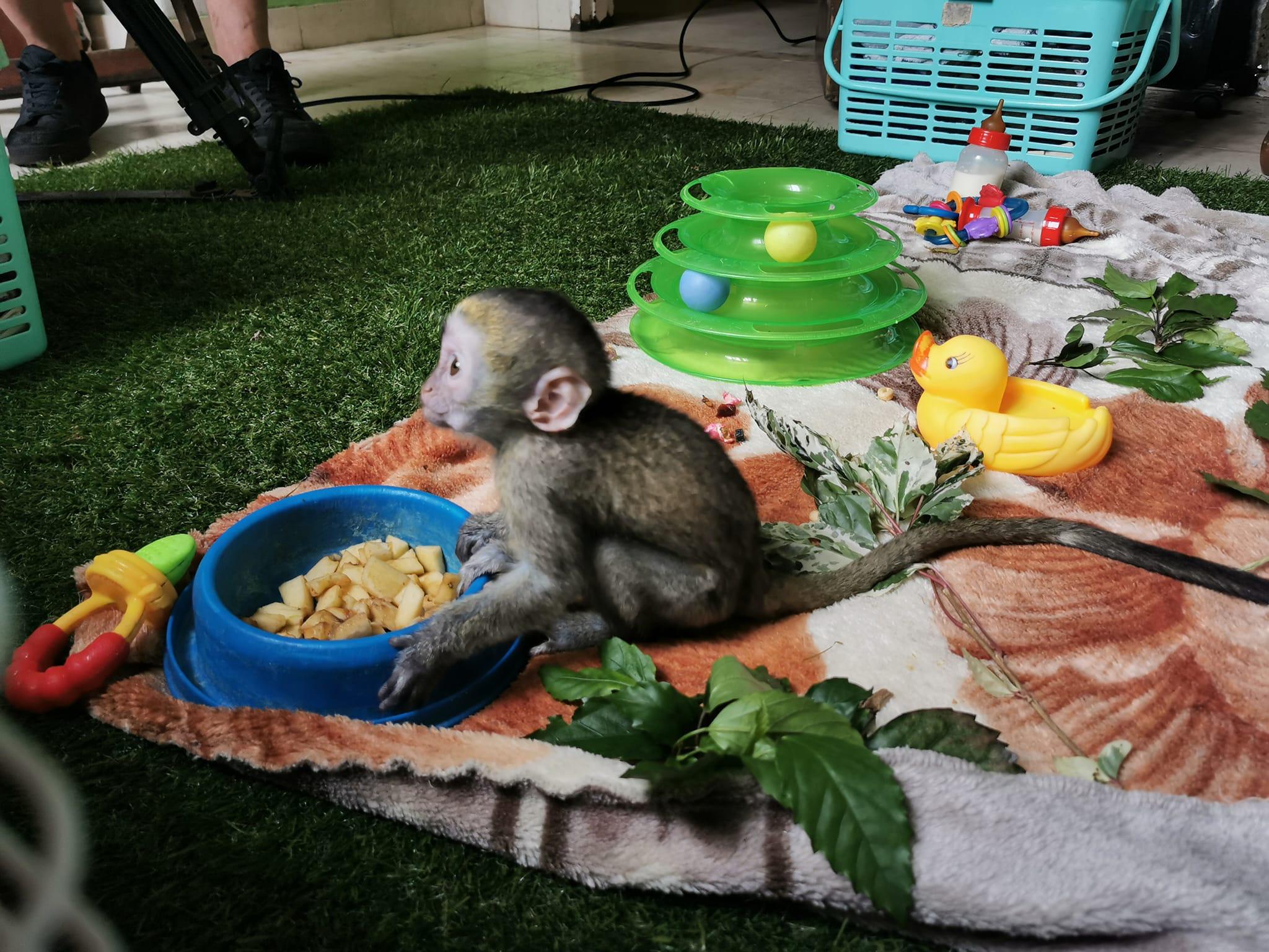 Mission to build new monkey sanctuary | North Coast Courier