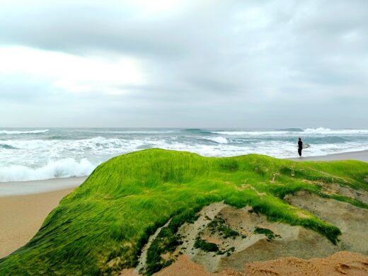 From sewage to spectacle, the story behind Umdloti's lush algae-coated ...