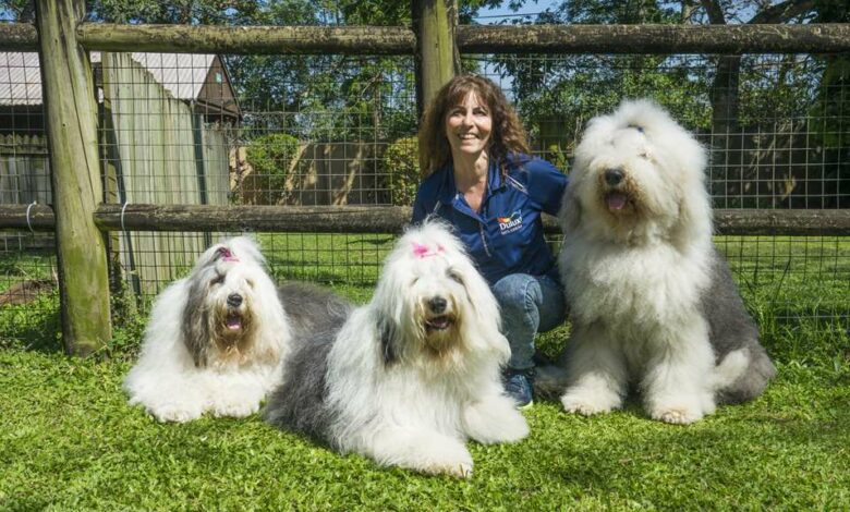 Dulux dogs pay Ballito a visit | North Coast Courier