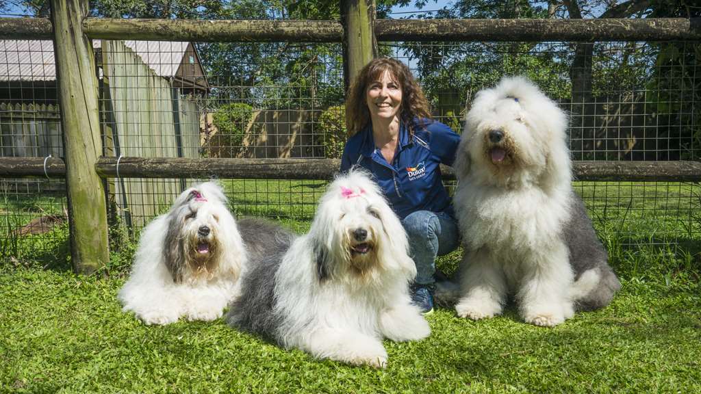 Dulux dogs pay Ballito a visit | North Coast Courier