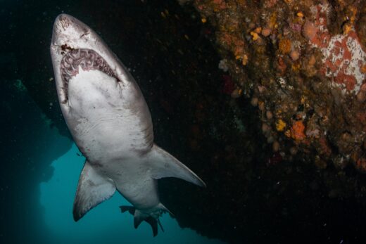 Ragged tooth sharks friend not foe, says Umdloti shark expert | North ...