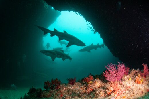 Ragged tooth sharks friend not foe, says Umdloti shark expert | North ...