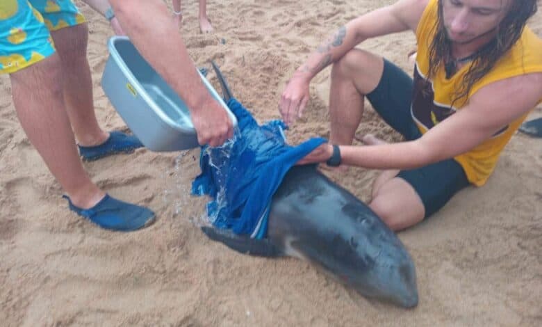 Beached dolphin rescued at Ballito beach | North Coast Courier