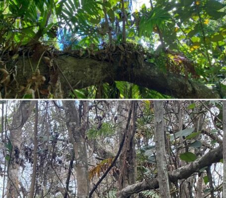 Investigation launched into damage to protected Swamp Fig Forest in ...