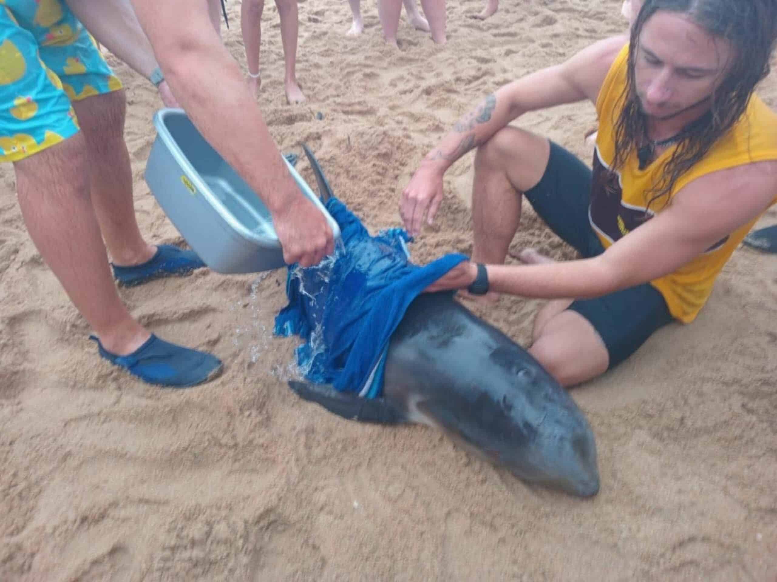 Tragic end for stranded dolphin calf rescued on Christmas Eve | North ...