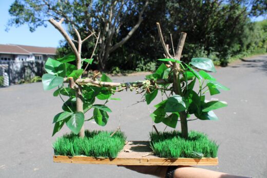 Huge spike in snare hunting on North Coast | North Coast Courier