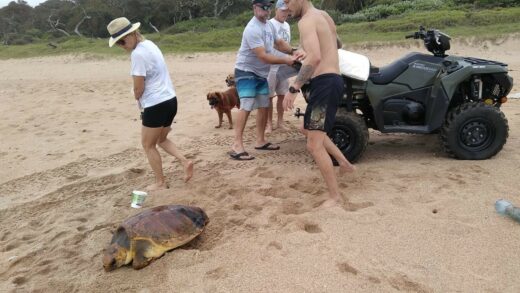 Stranded Loggerhead turtle rescued on Umdloti Beach | North Coast Courier