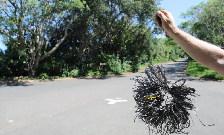 Huge spike in snare hunting on North Coast | North Coast Courier