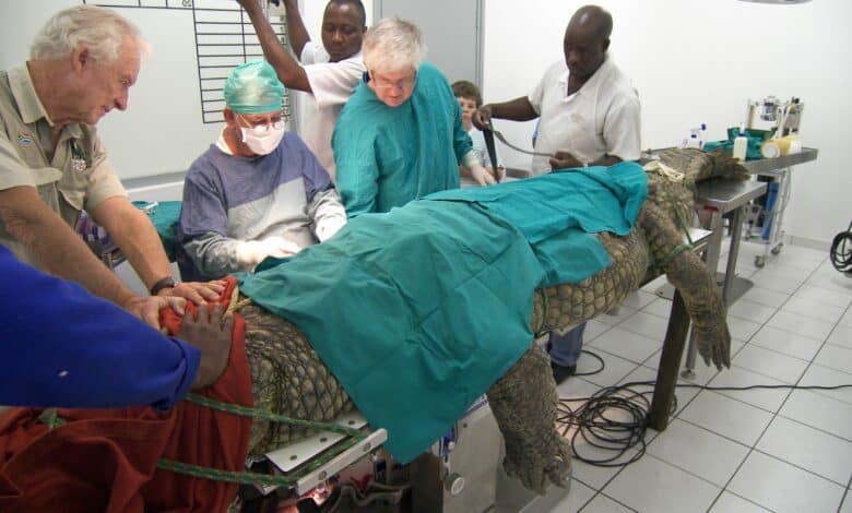 From racehorses to crocodile surgeries: Ballito Vet’s Samson Ndlovu has ...