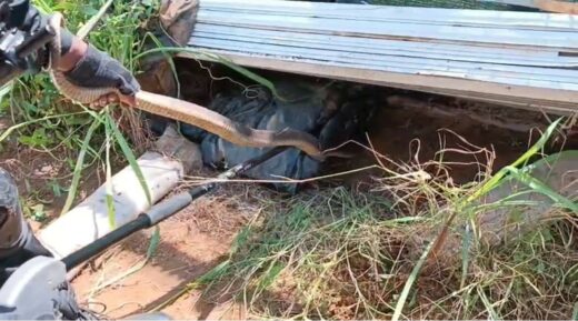 Black mamba safely removed from North Coast construction site - LNN ...