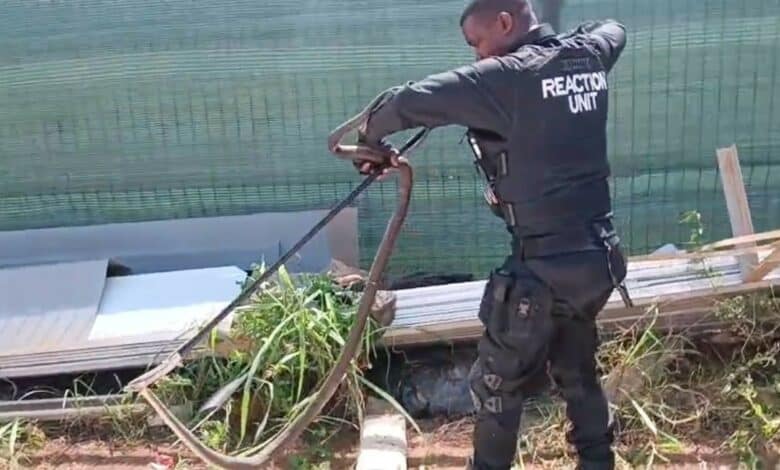 Black mamba safely removed from North Coast construction site | North ...
