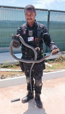 Black mamba safely removed from North Coast construction site | North ...