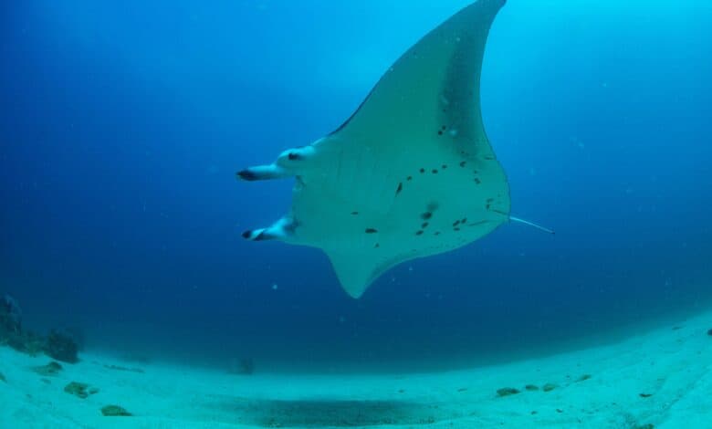 Ballito a key migration corridor for endangered manta rays, study ...