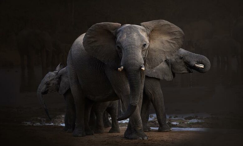 Ballito Photo Club entries prove a picture is worth a thousand words ...