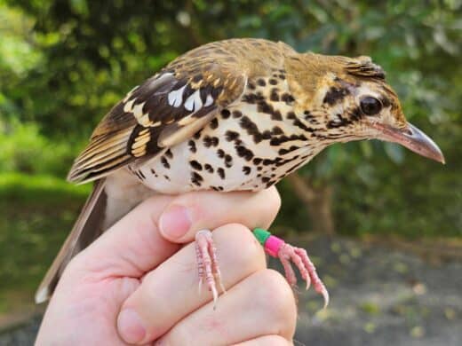First sighting of rare spotted ground thrush in Palm Lakes | North ...
