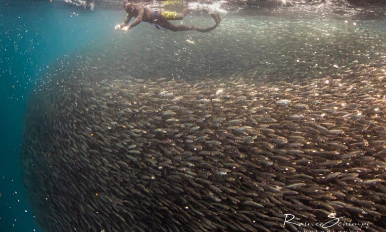 #FishEagle Sardines arrive in numbers along South Coast, thrilling ...