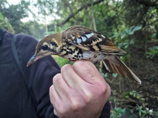 First sighting of rare spotted ground thrush in Palm Lakes | North ...