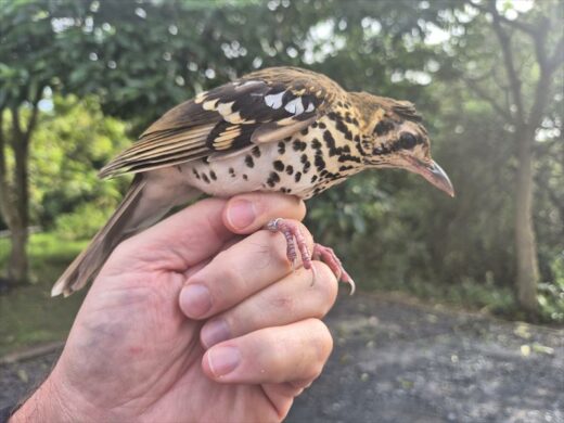 First sighting of rare spotted ground thrush in Palm Lakes | North ...