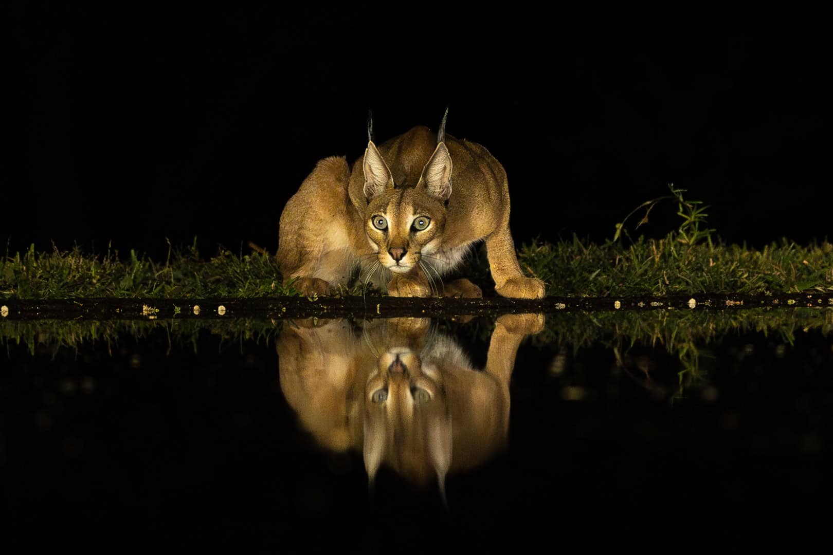 Provincial win for top nature shot | North Coast Courier