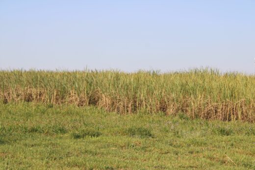 Govt exemption boosts SA sugar as Tongaat mills outperform | North ...