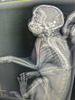 Rising monkey shootings put spotlight on animal cruelty in Ballito ...