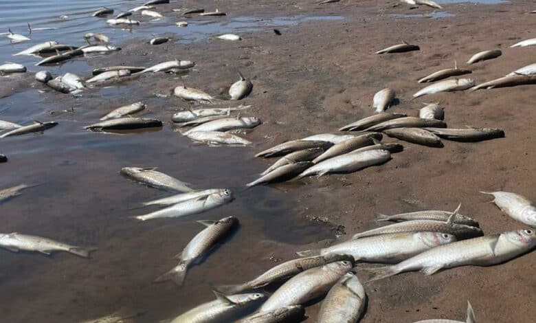 Thousands of fish wash up dead at Umhlali River Mouth | North Coast Courier