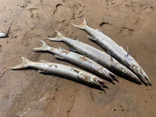 Thousands of fish wash up dead at Umhlali River Mouth | North Coast Courier