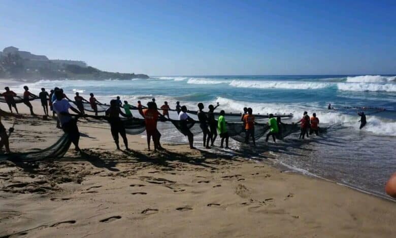 Sardine run gathers momentum as shoals move up the KZN coastline ...