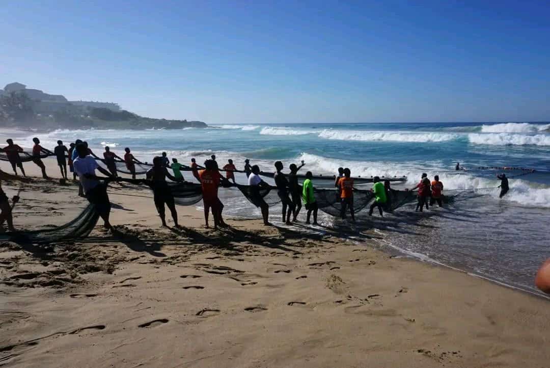 Sardine run gathers momentum as shoals move up the KZN coastline ...