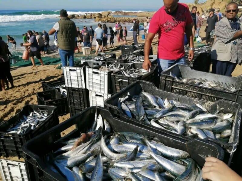 Sardine run gathers momentum as shoals move up the KZN coastline ...