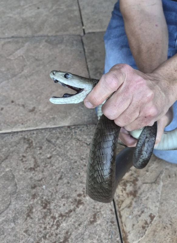 Umdloti woman narrowly avoids 2.4m black mamba in her bathroom | North ...