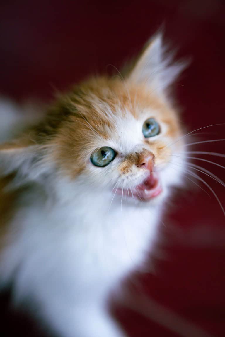 Rabies-positive kitten found in Ballito prompts warning to pet owners ...