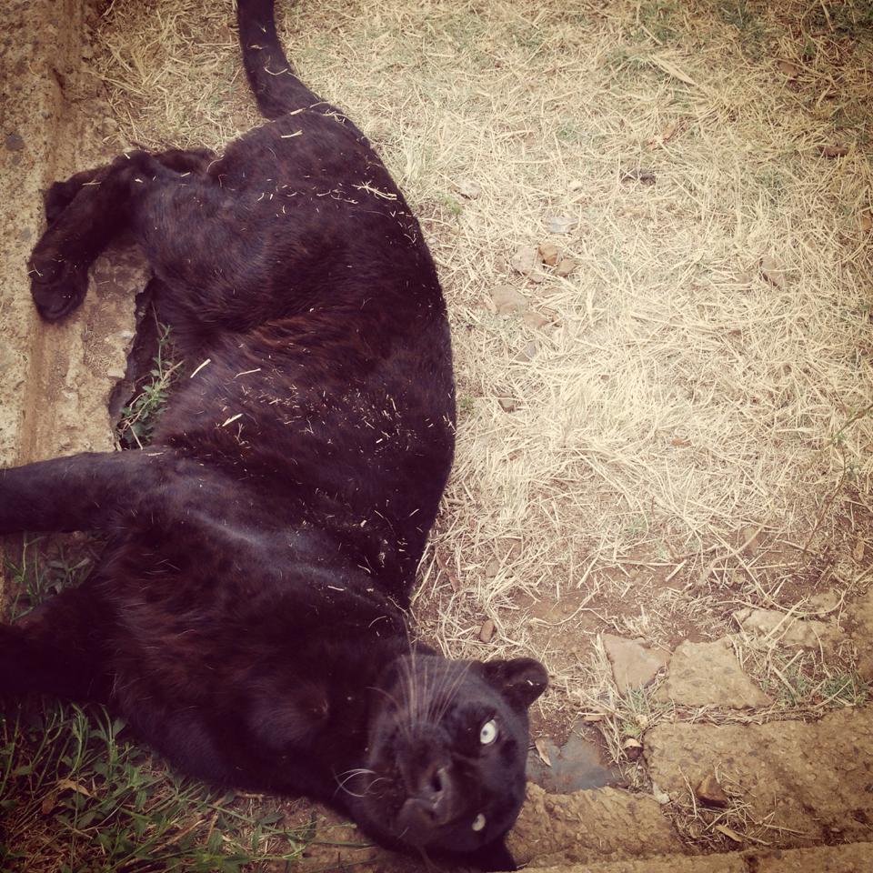 Vicious leopard attack puts ranger in hospital | Rekord