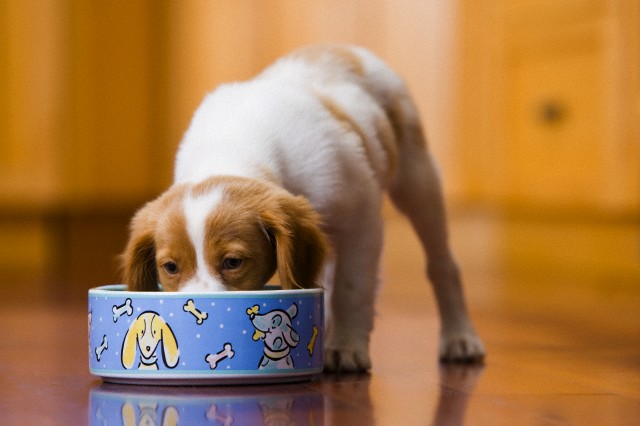 Well-known dog foods contaminated | Rekord