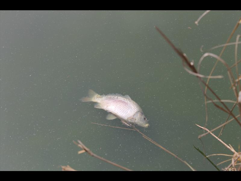 Vrektes ná riool in Struben Dam beland | Rekord