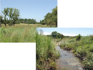 Colbyn wetlands safe after community action | Rekord